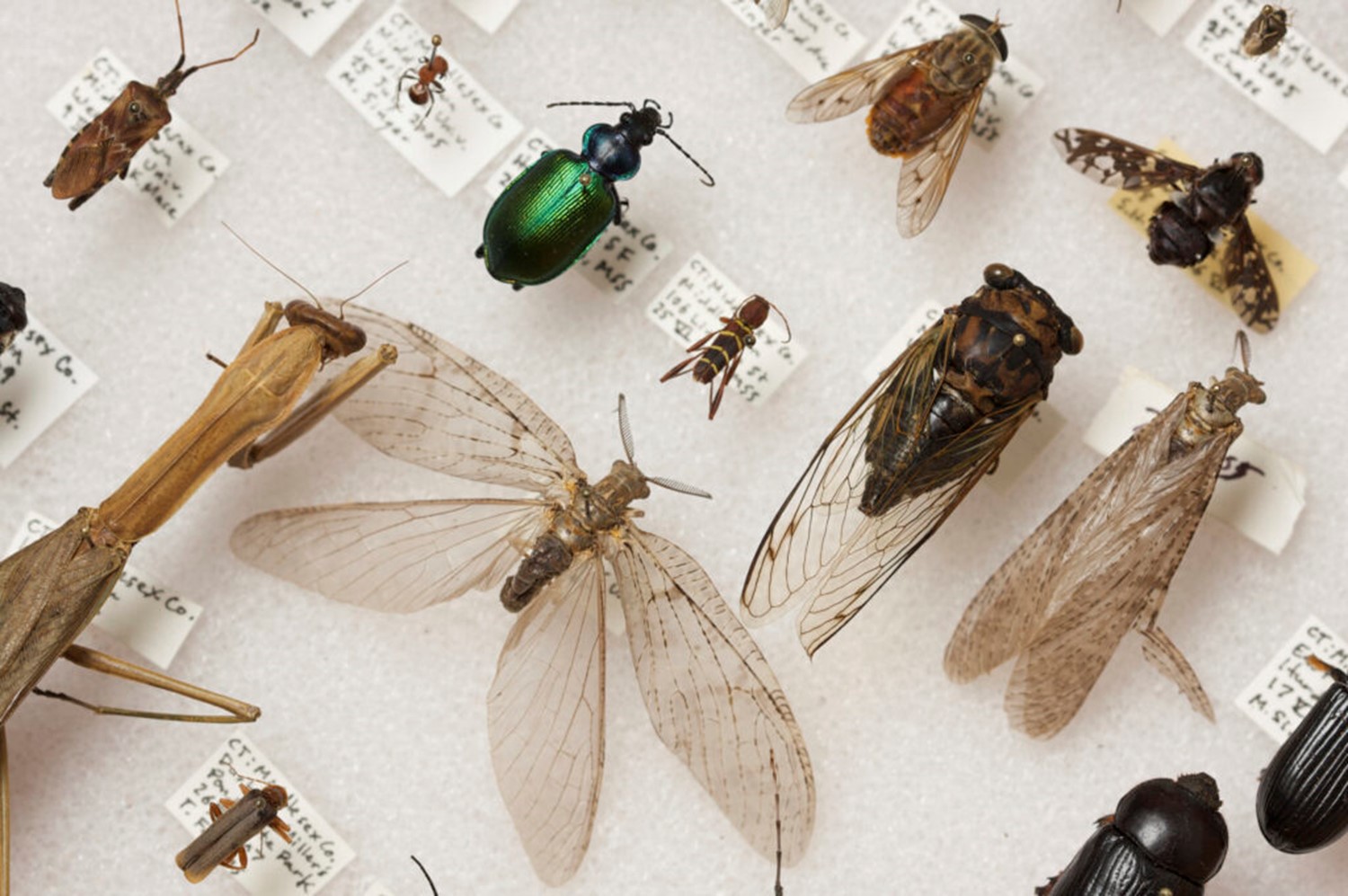 The Art of Taxidermy: Insect preservation | Western Australian Museum